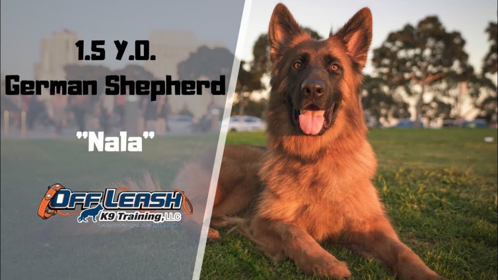 Off Leash K9 Training of Sacramento - Dog Obedience Training & Behavior ...